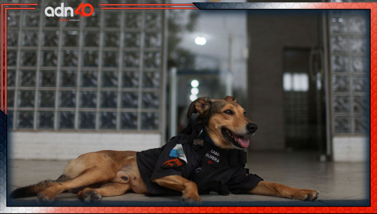 Denuncian envenenamiento masivo de perros y gatos en Yucatán