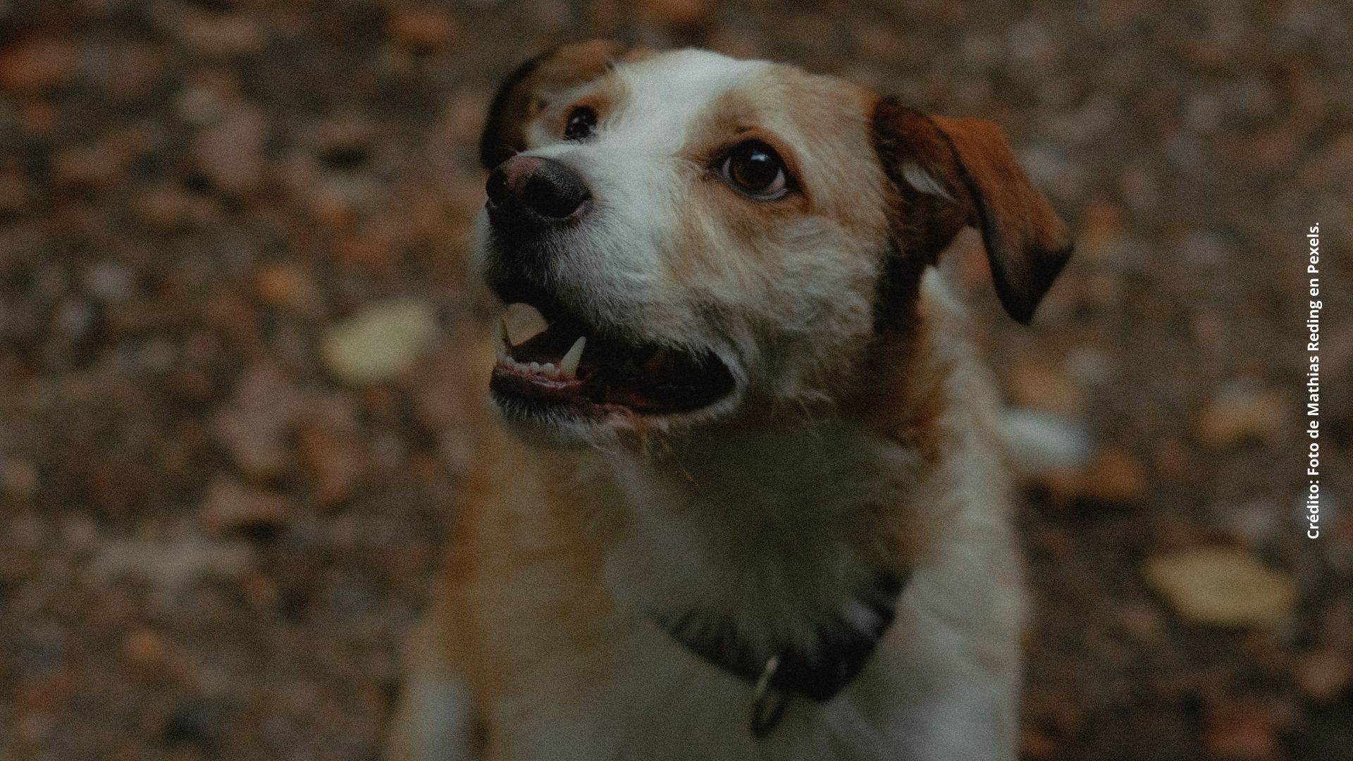 ¿A qué le tienen miedo los perros?