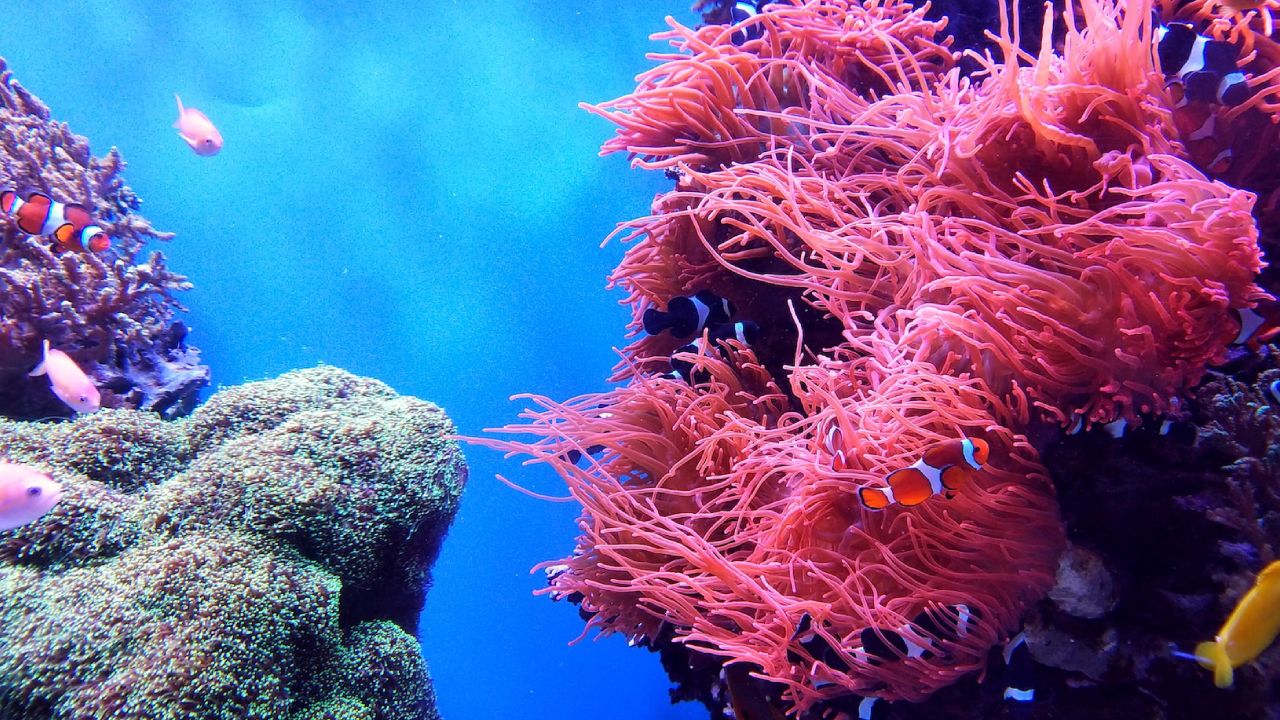 Maravillas del arrecife de coral de Quintana Roo
