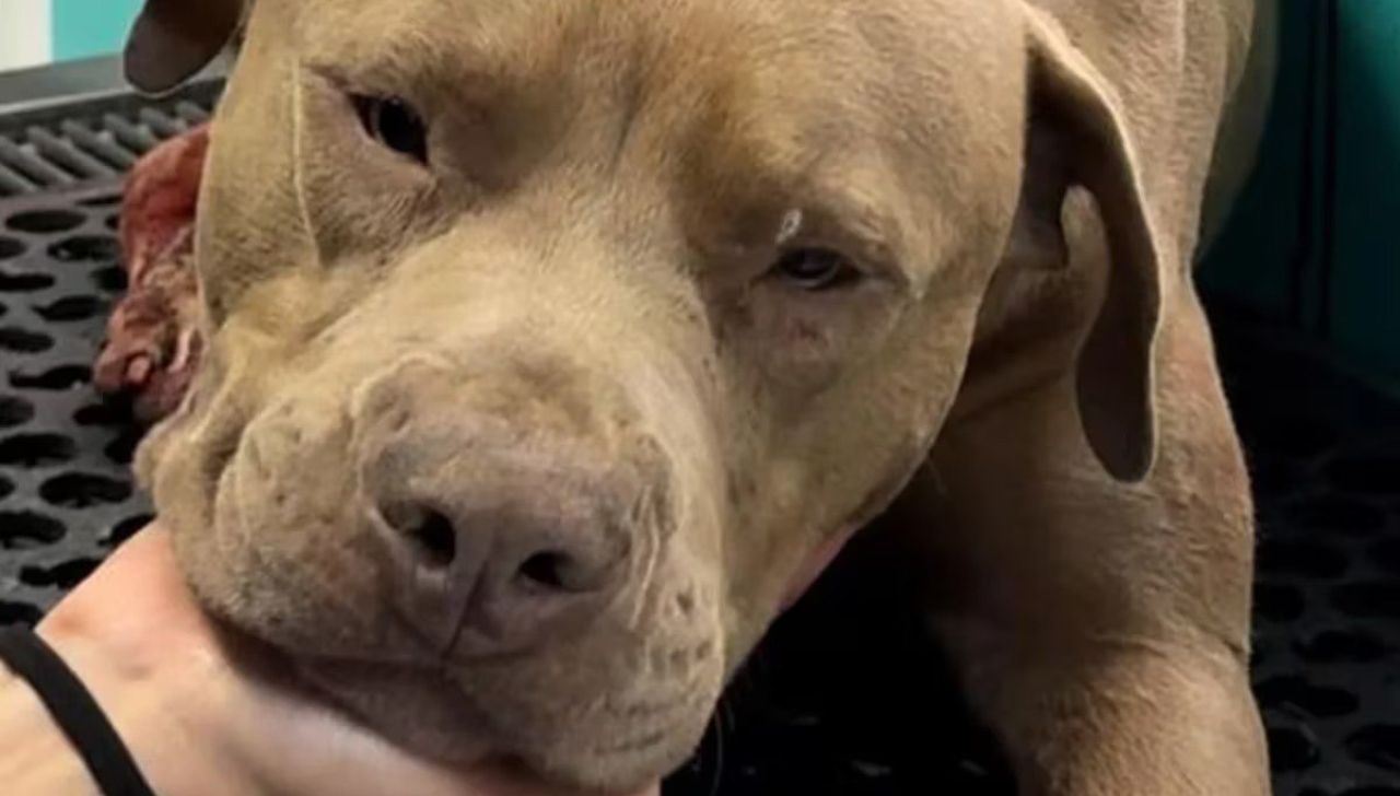 Agreden al perro "Jefazo": Esto sabemos del caso y de su presunto agresor