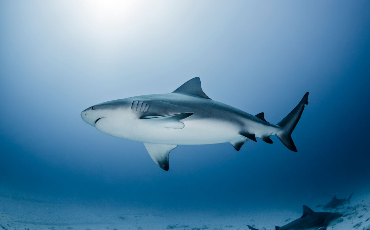 Tiburón Toro: ¿Por qué atacó y mató a una mujer en Melaque Cihuatlán ...