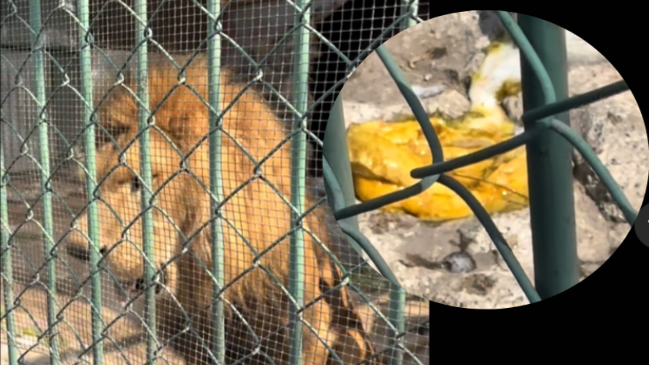 VIDEO: León africano vomita parásitos vivos en zoológico de Nezahualcóyotl
