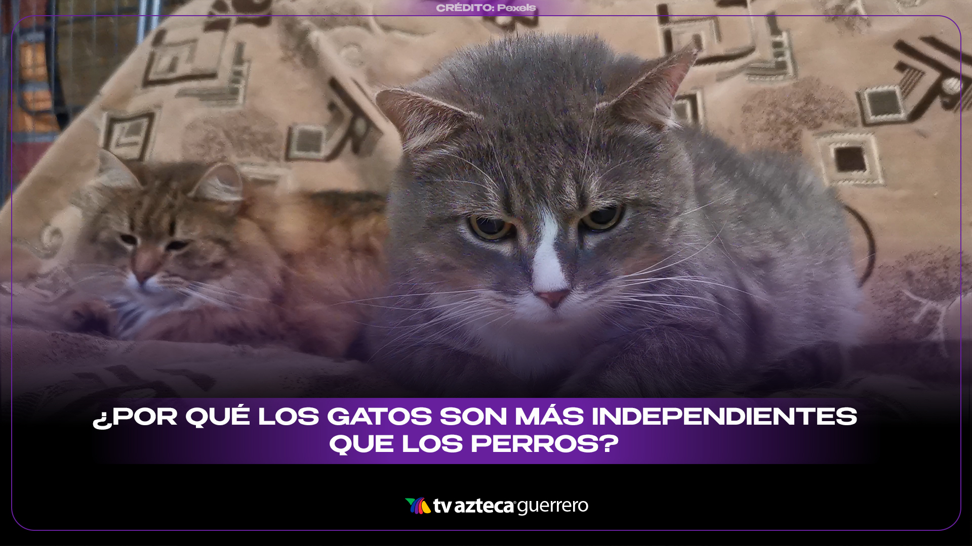 ¿Por qué los gatos son más independientes que los perros?