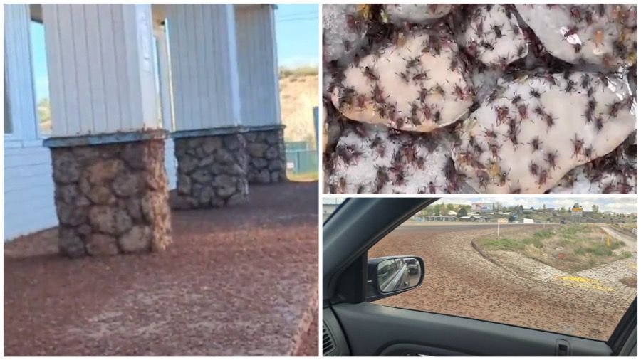 ¿Qué son los grillos mormones? La plaga que ataca en campos, carreteras ...