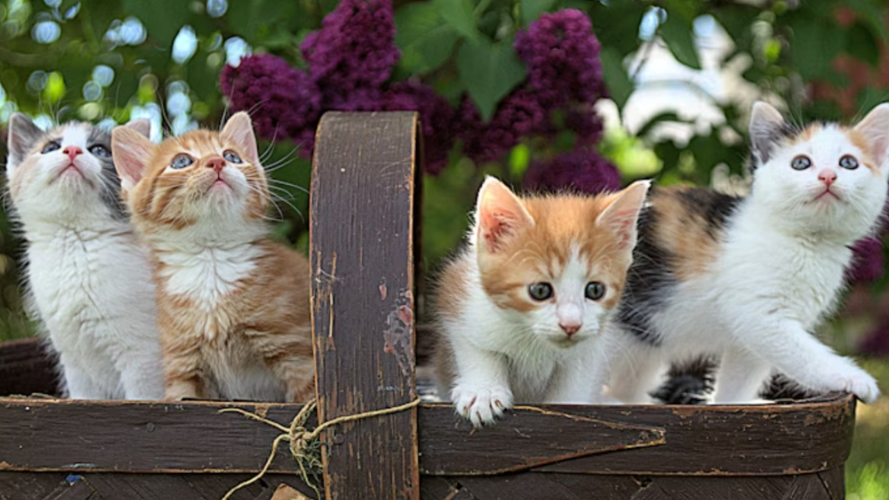 Día del Gato: ¿qué gato eres según tu signo del Zodiaco?