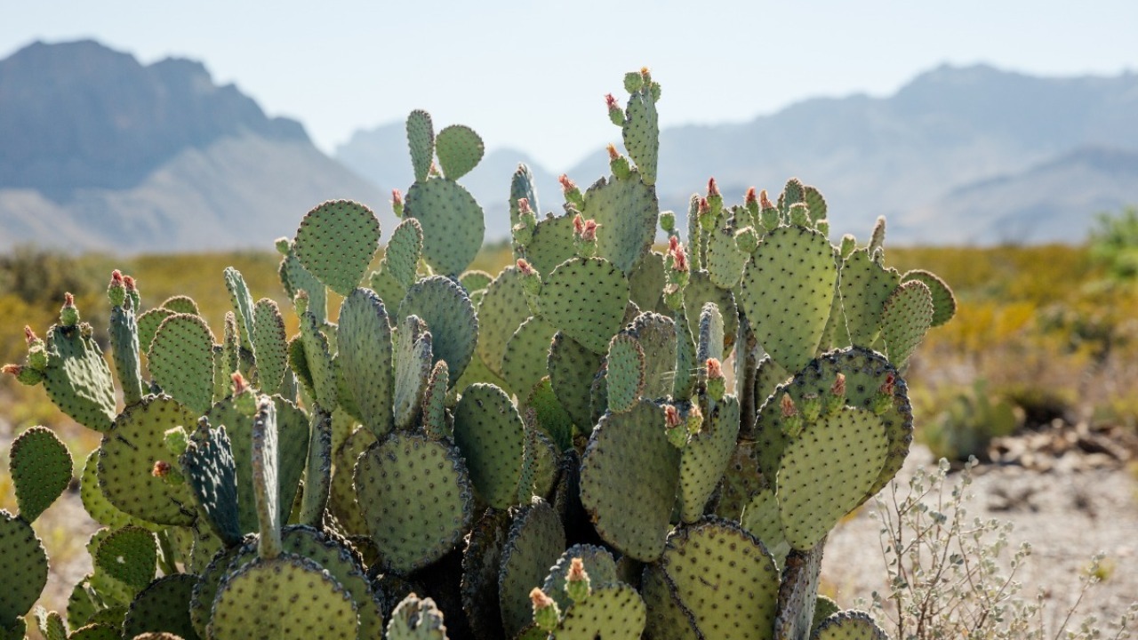 Nopal de Texas: planta estatal del estado