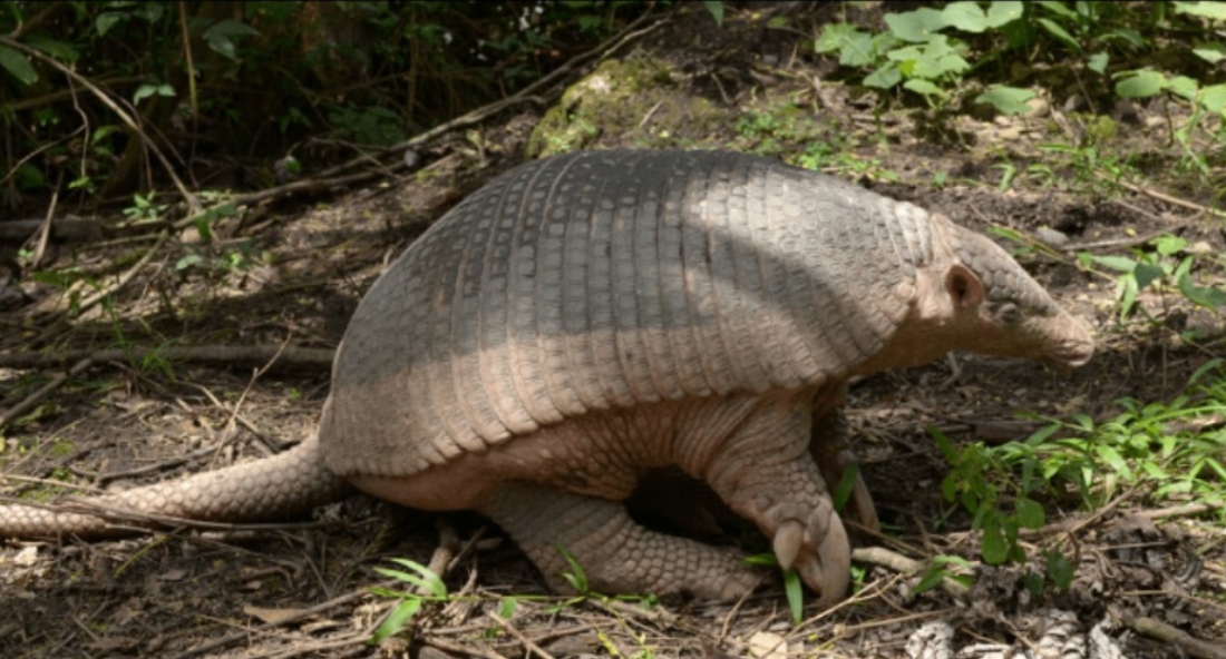 Poderoso El Armadillo