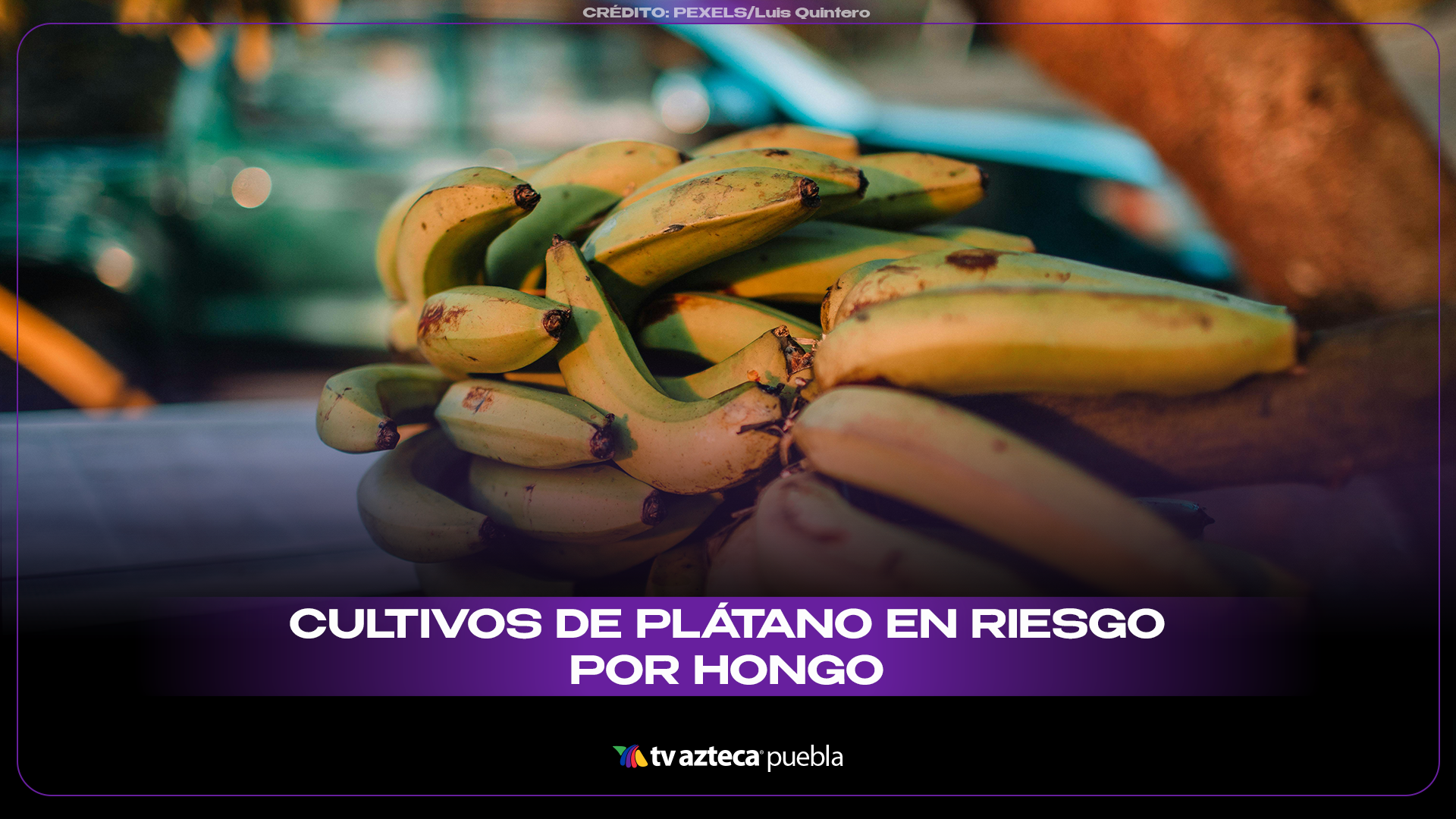 plaga negra afecta cultivos de plátano en Veracruz 2025