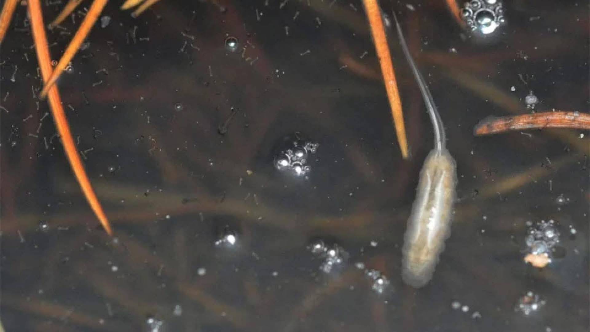 Gusanos cola de rata: Qué son, dónde habitan y cuáles son sus peligros ...