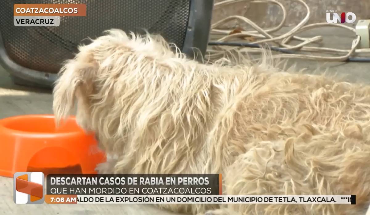 ¿Cuántos casos de rabia en perros hay en Coatzacoalcos en marzo 2025?