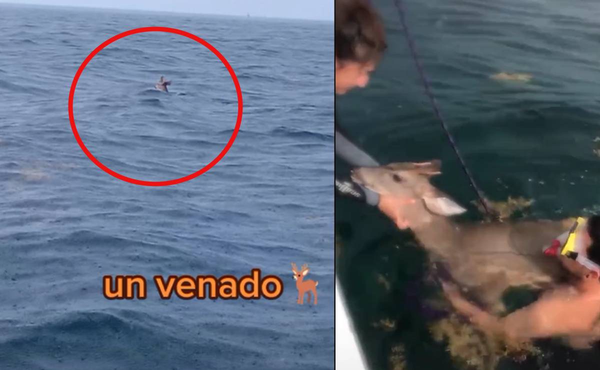 VIDEO: rescatan a un venado en medio del mar