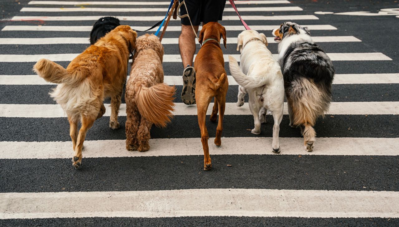 ¿Cómo identificar a los paseadores de perros certificados en CDMX?