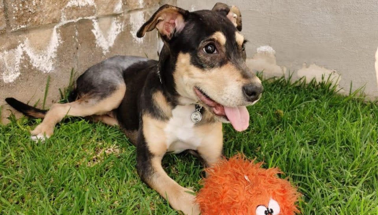 Maltrato animal: Exnovio de una joven mató a golpes a su perrita Mila ...