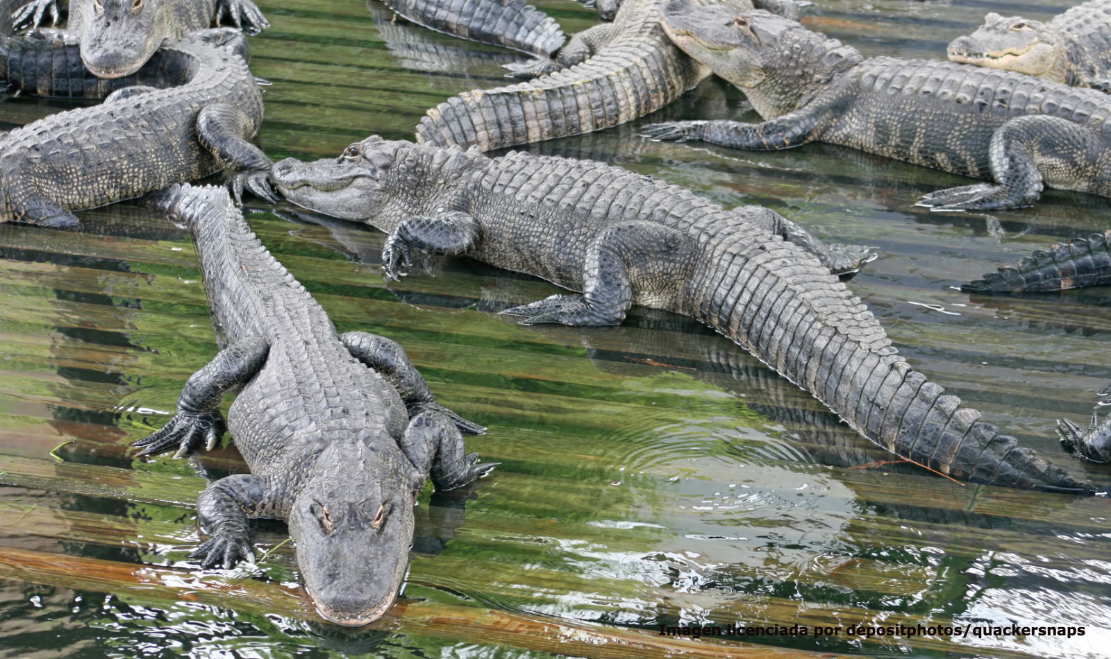 Influencer salta a estanque de caimanes para hacerse viral