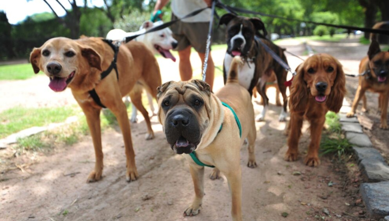 ¿Por qué es mejor tener dos perros en casa?