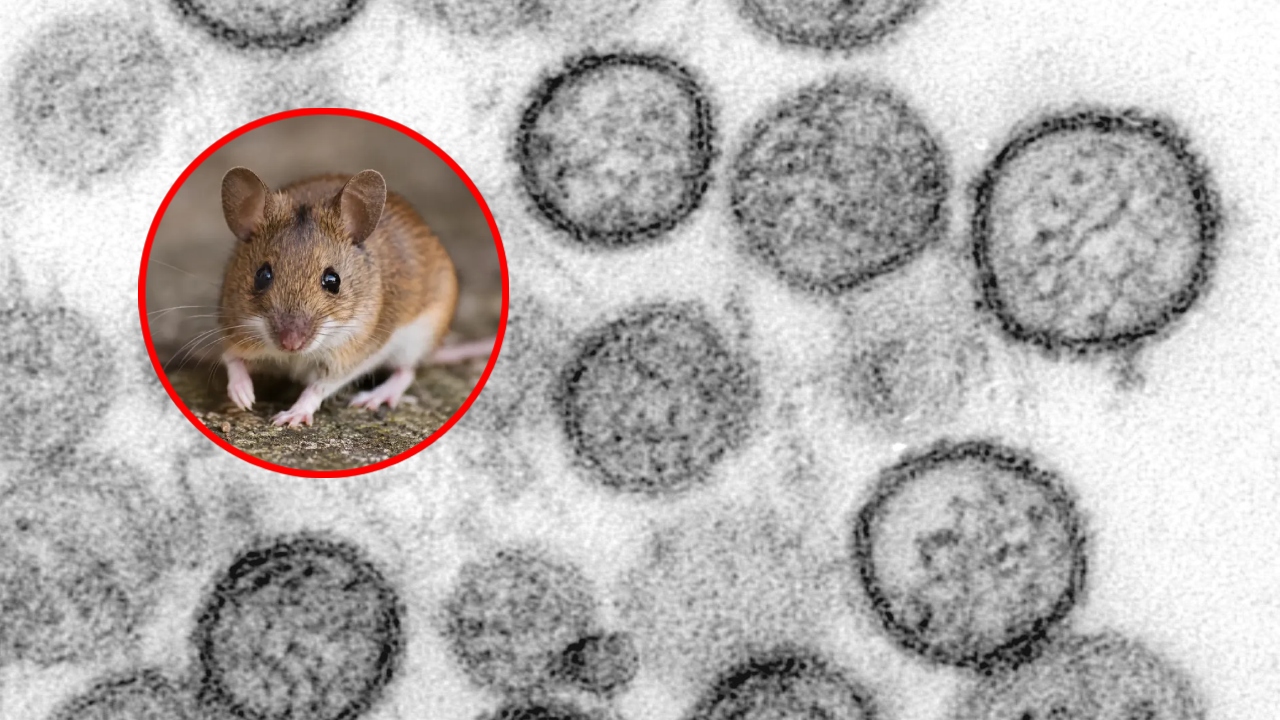 México emite aviso por brote de Hantavirus de los Andes: ¿hay riesgo de ...