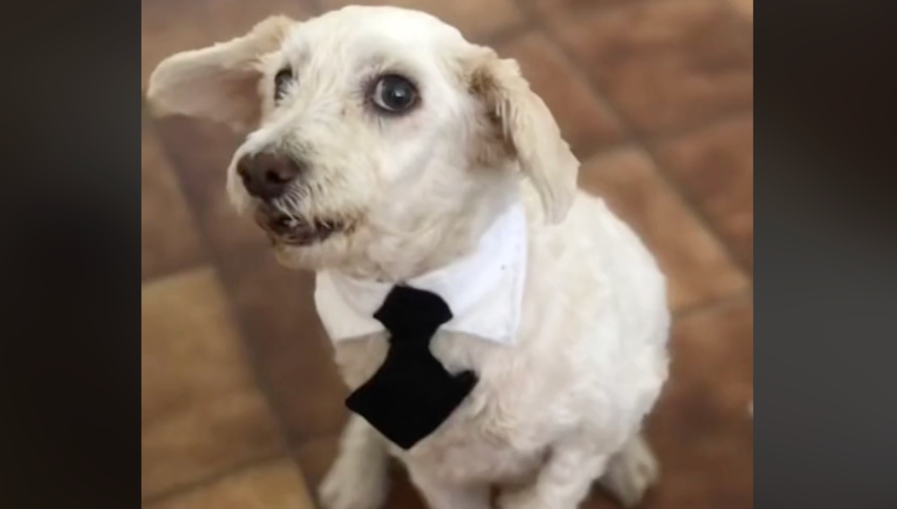 TikTok: Perrito con corbata no deja de mirarse al espejo y es viral