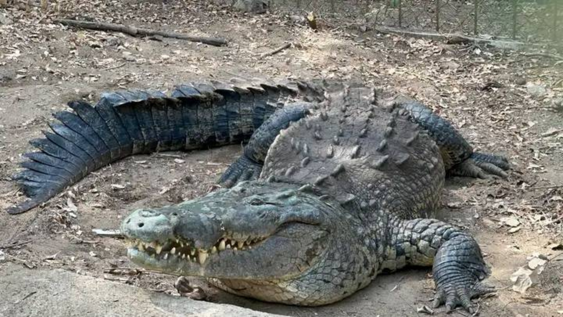 Ataque de cocodrilo en Oaxaca: ¿Qué se sabe del niño que fue atacado en ...