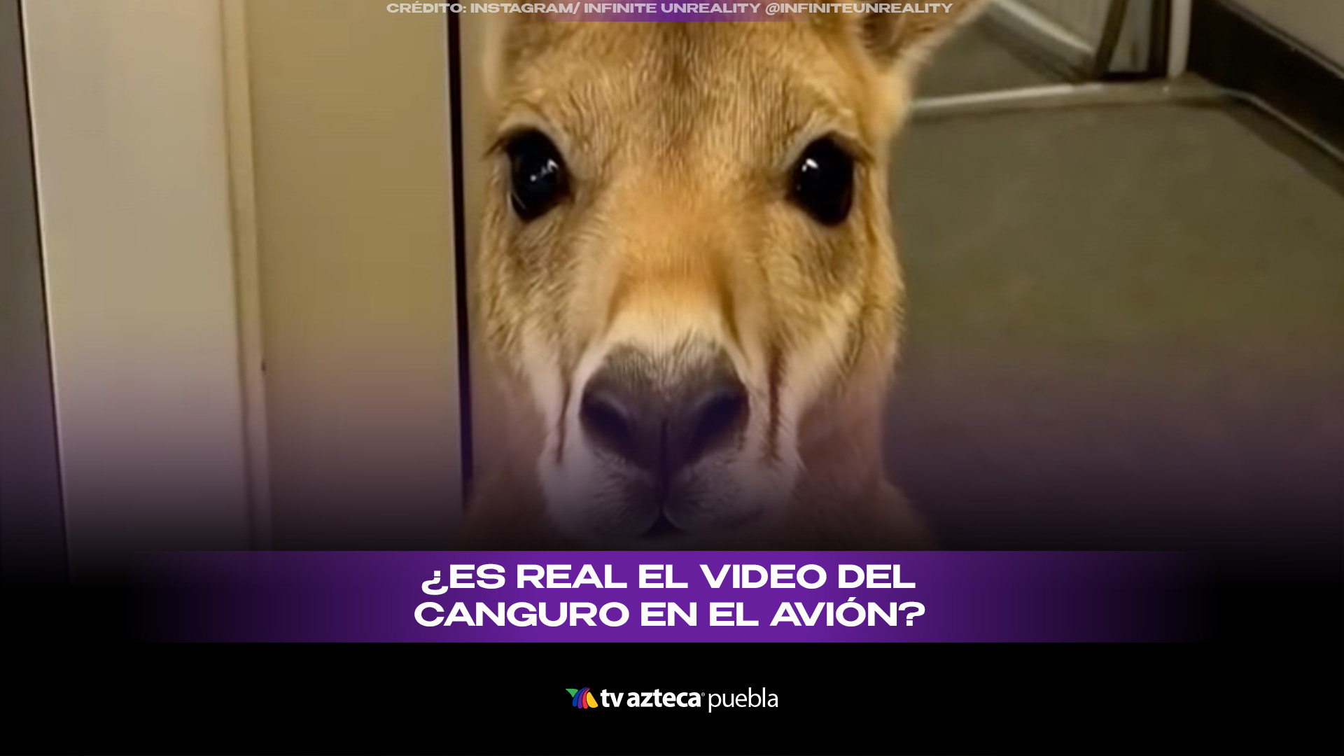 Video del canguro en el aeropuerto fue hecho con IA