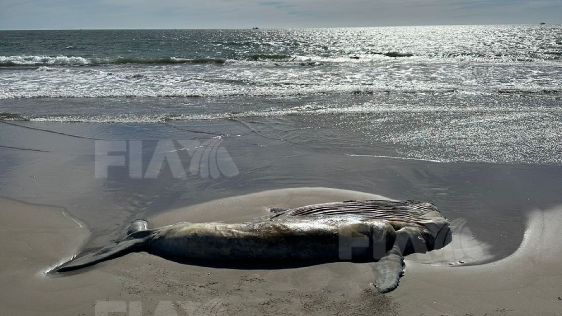 Encuentran ballena muerta en El Tambor, Navolato