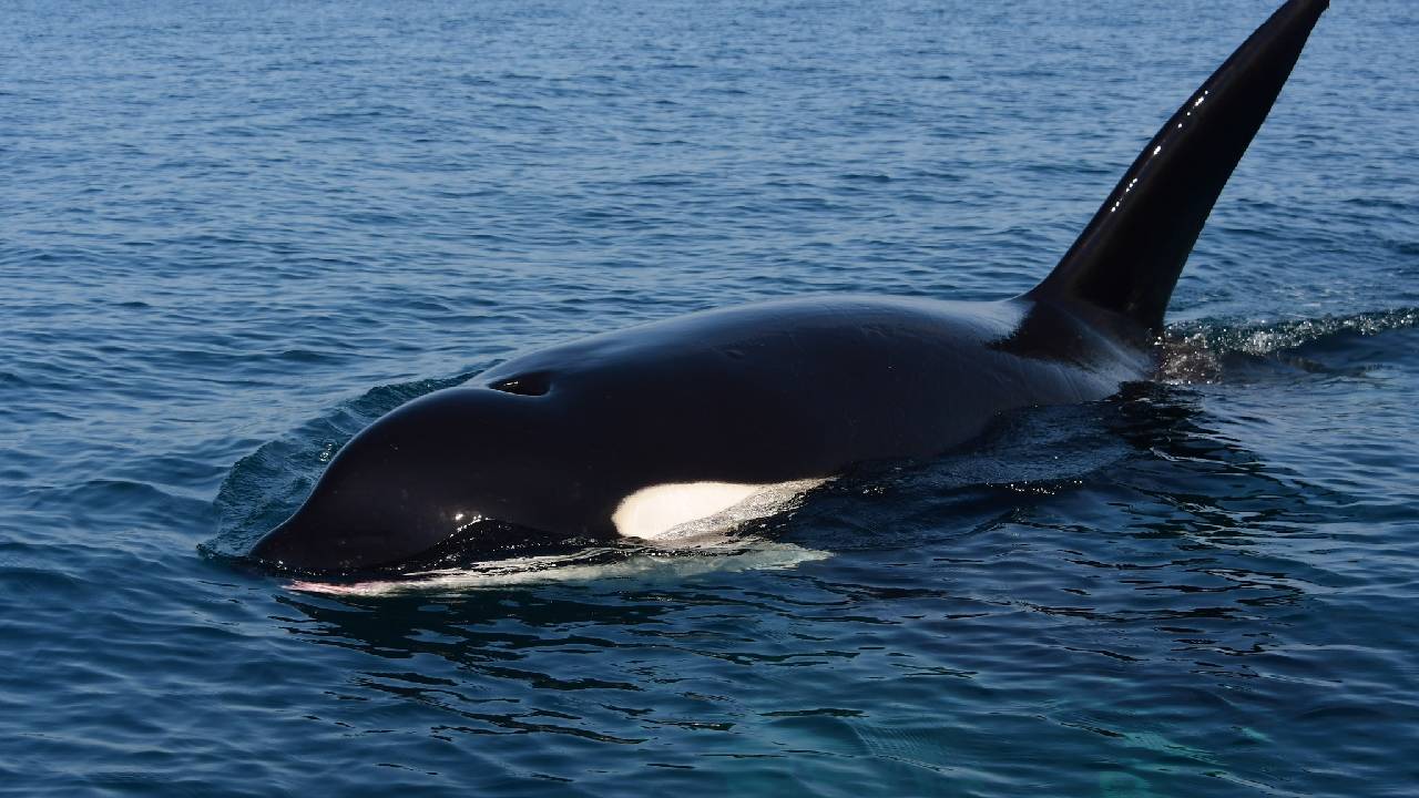 Avistan orca en Zihuatanejo alimentándose de cría de ballena