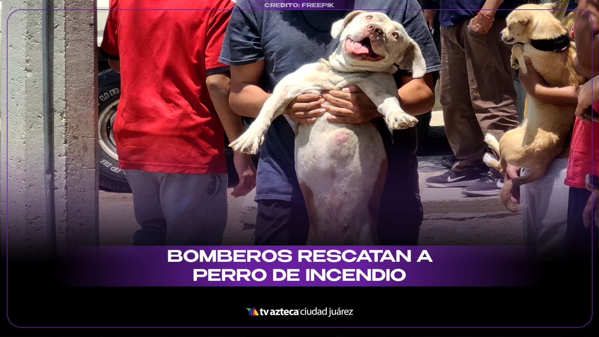 Video: Así fue el rescate de un perrito que quedó atrapado en un ...