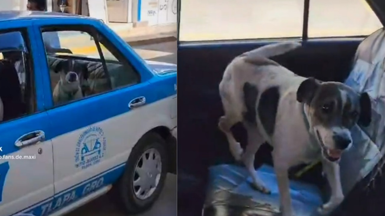 Perrito Max se viraliza por regresar en taxi a casa en Guerrero; "salió ...