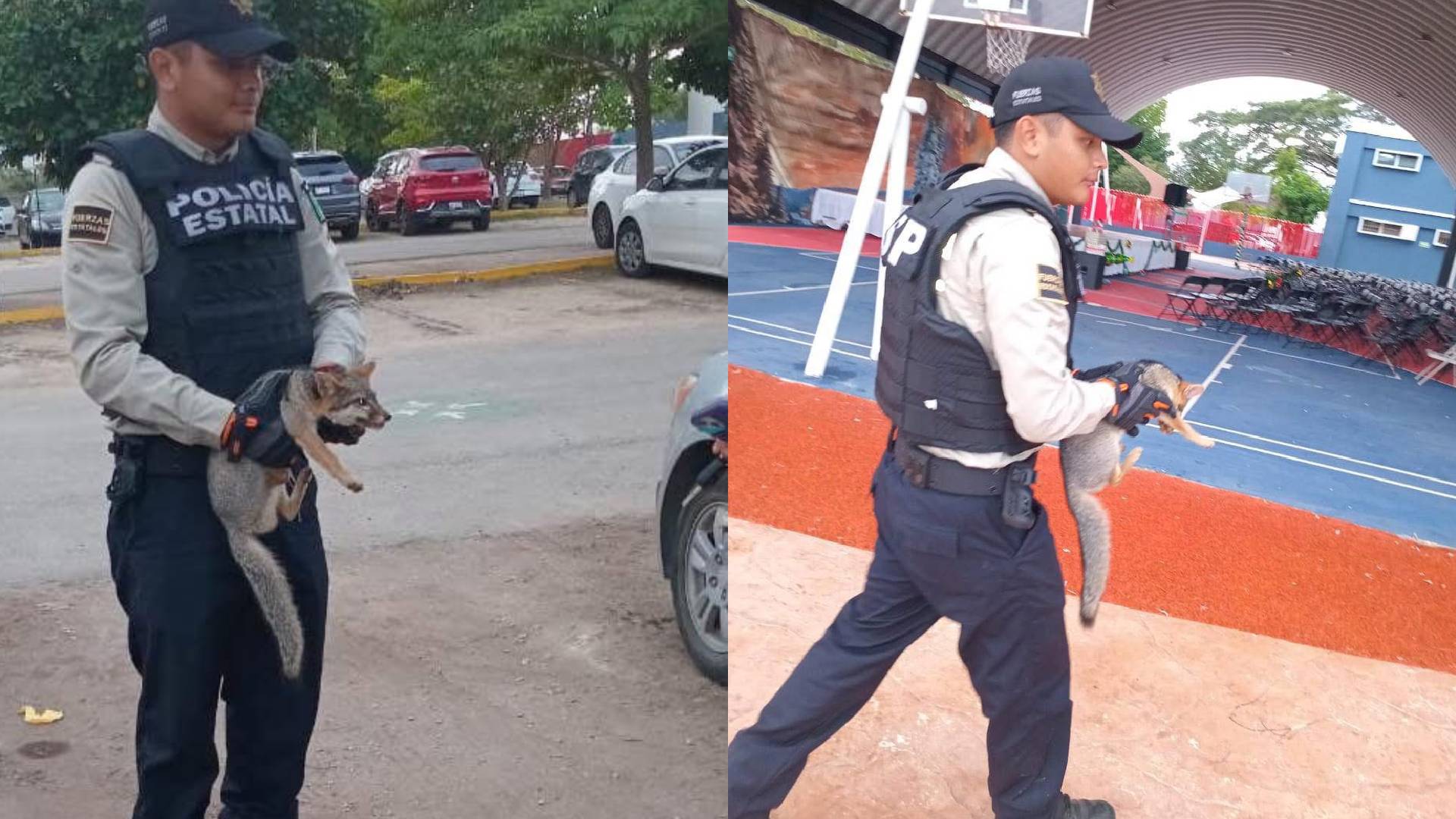 Zorro gris aparece en escuela de Yucatán, es liberado por autoridades