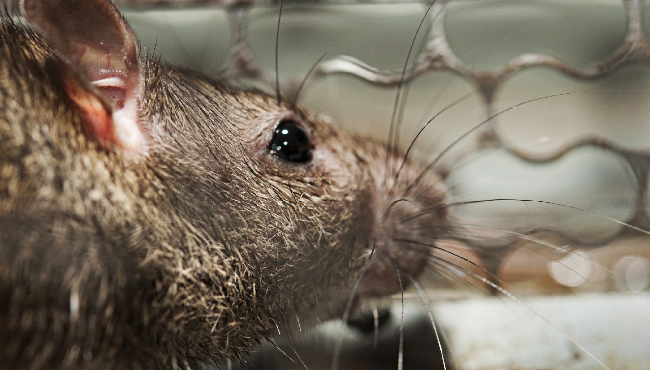 China: Estudiante encuentra cabeza de rata en comida escolar