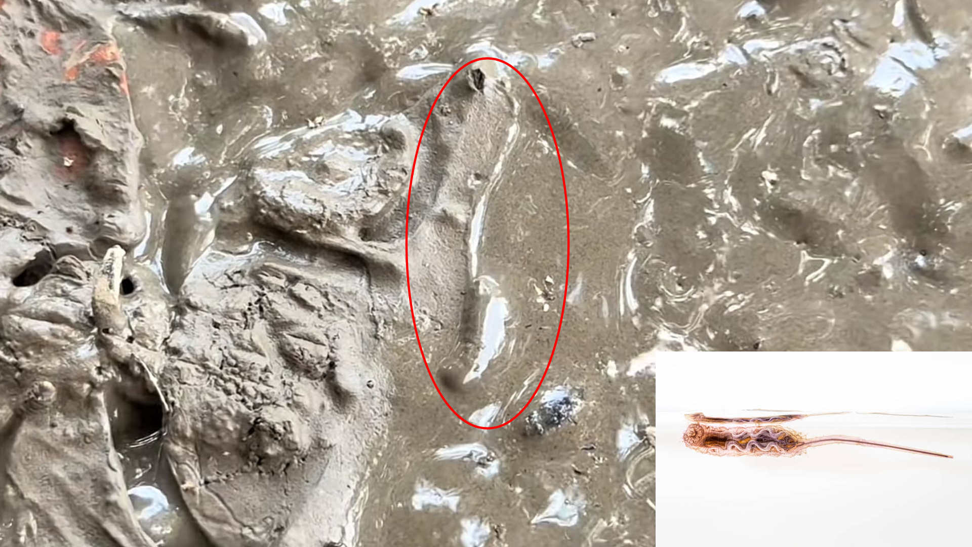 Gusano “cola de rata” ¿Qué es, por qué es peligroso y cómo eliminarlo?