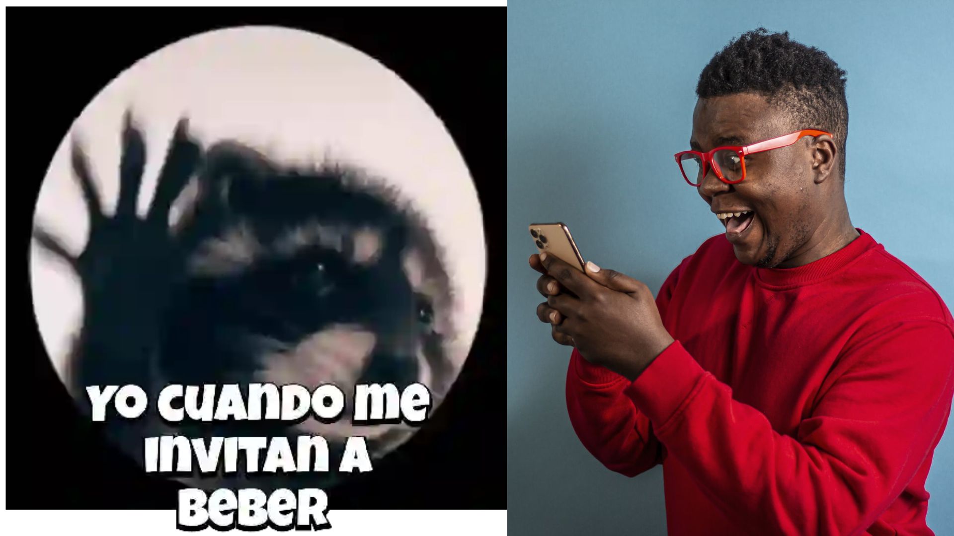 Descarga el sticker del mapache Pedro en tu Whats, aquí te decimos cómo