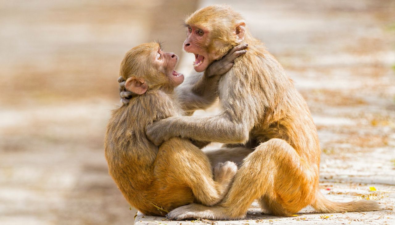 VIDEO: Captan pelea de monos 'rivales' en Tailandia