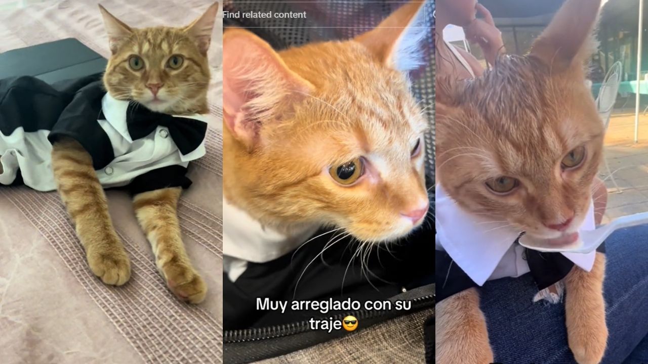 Video viral en TikTok de joven bautiza a su gato