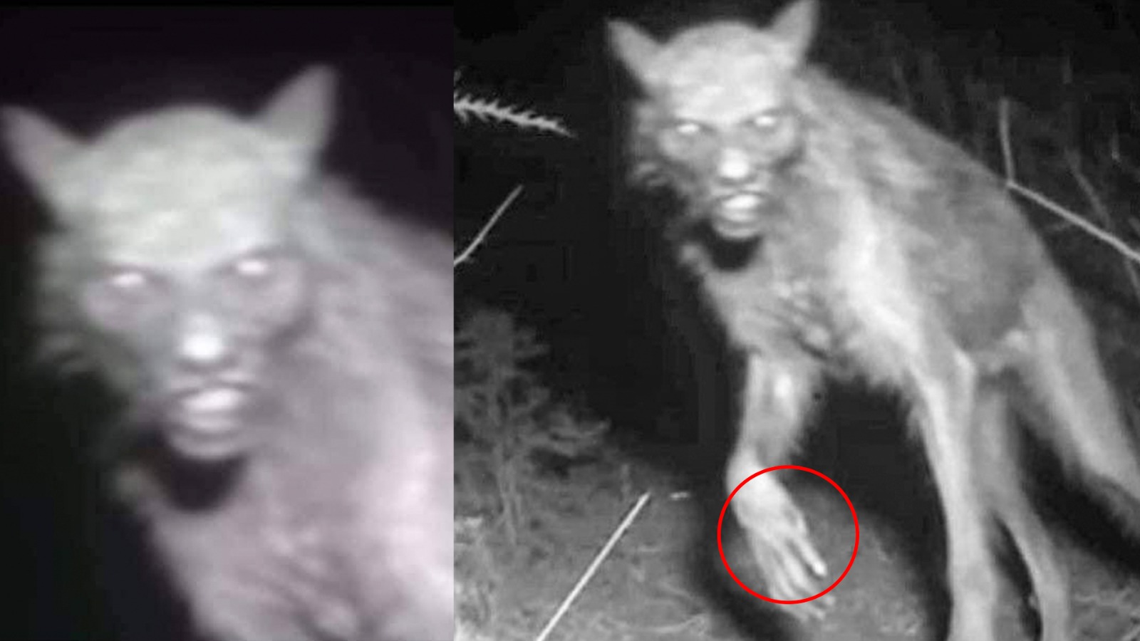 Nahual en Oaxaca: La verdad revelada con fotos virales ¿Mito o realidad?