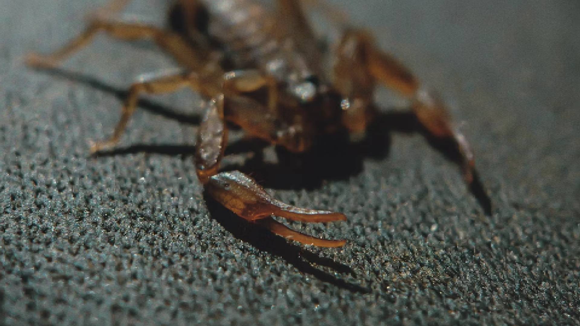 Picadura de alacrán: Esto debes de hacer y las precauciones que debes ...