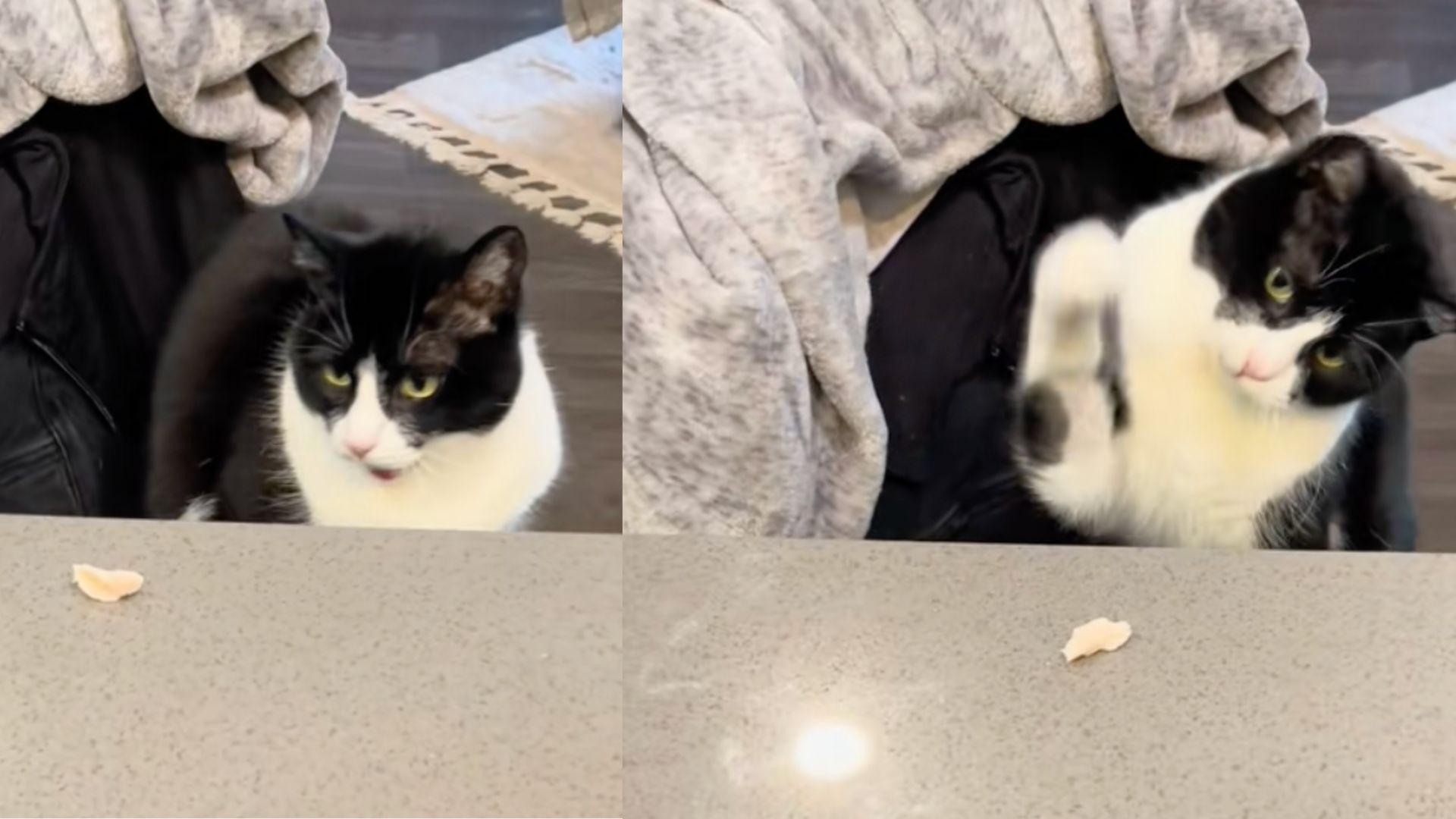 Video del gatito viral que baila cuando le dan pollo