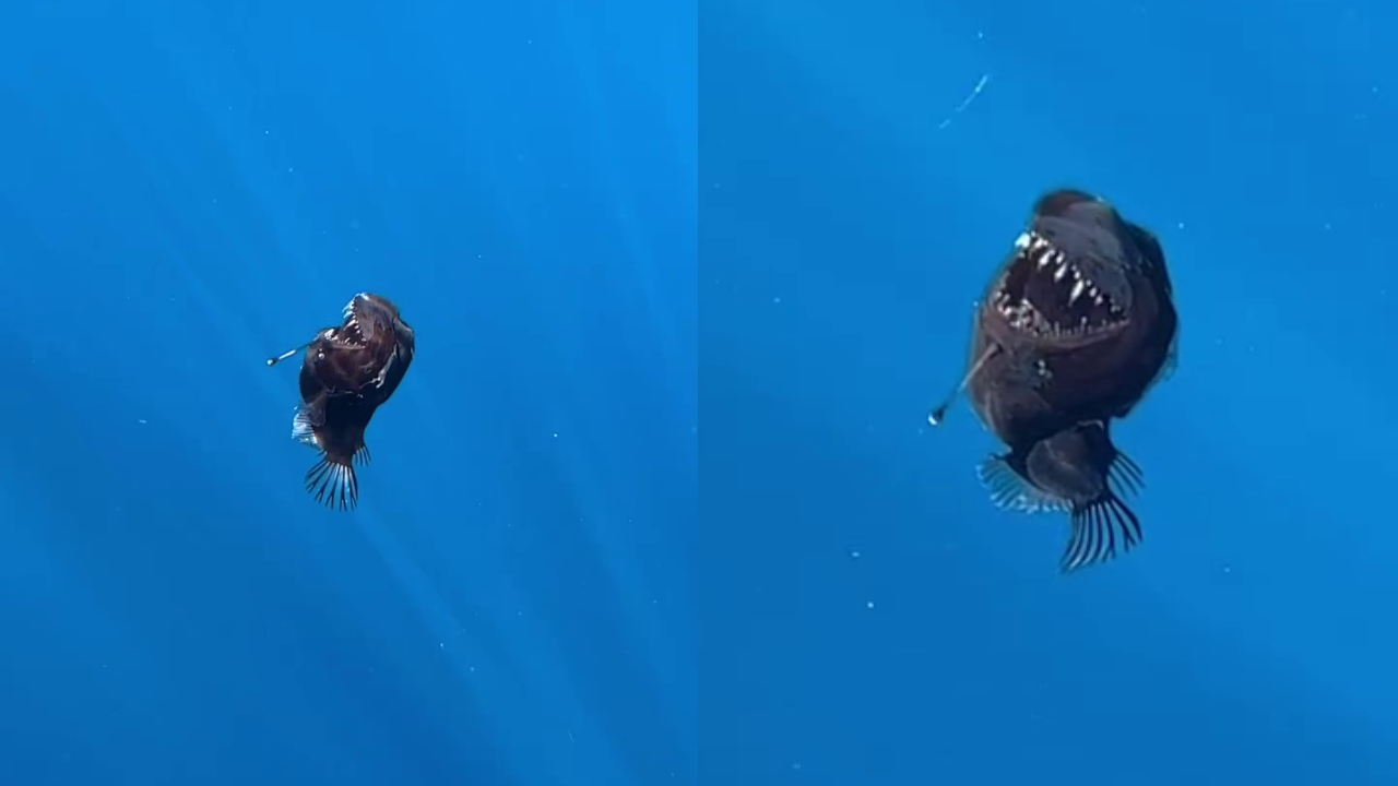 Pez diablo negro: ¿Qué pasó con el extraño ejemplar?