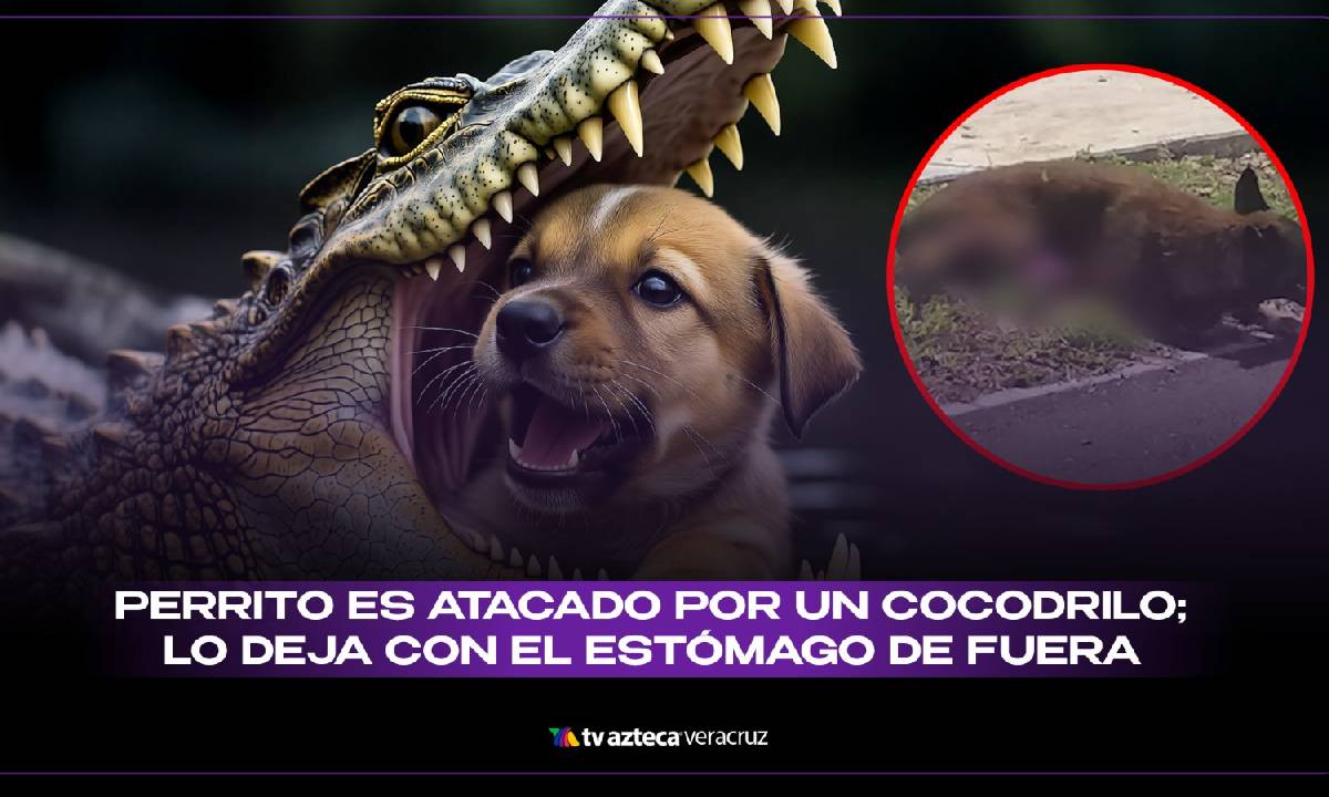 ¿Cómo fue el brutal ataque de cocodrilo a perrito en Quintana Roo?
