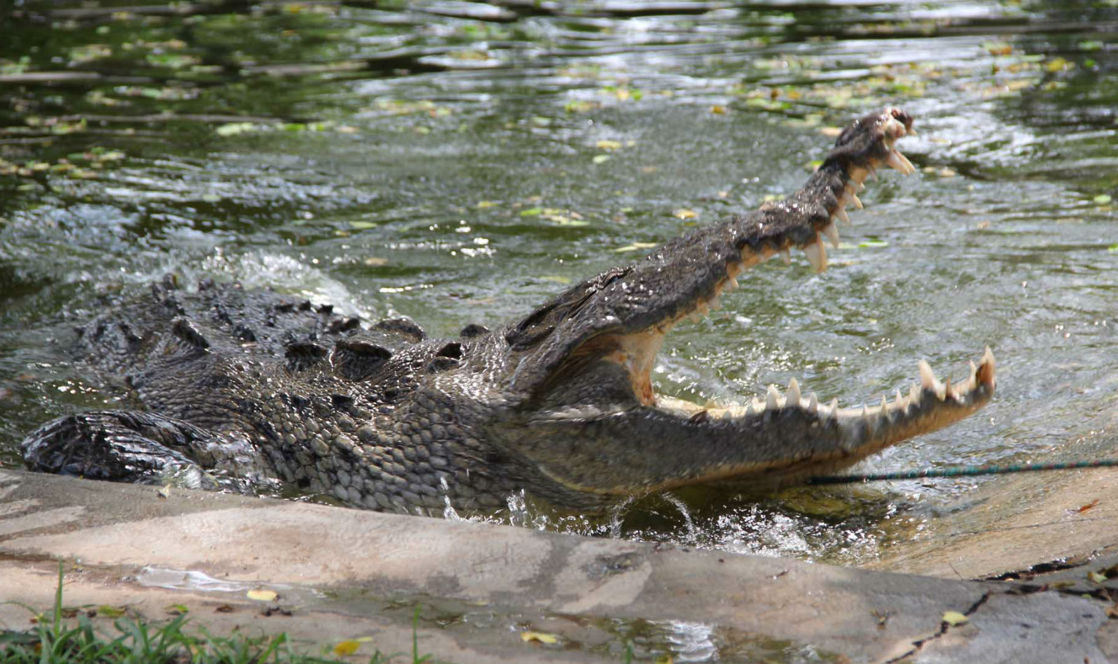 VIDEO: Caimán ataca a un hombre de 23 años y le arranca el brazo