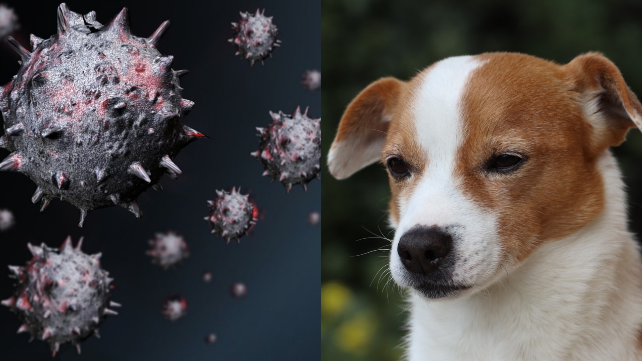 Nueva enfermedad que infecta a perros en Estados Unidos: Estos son los ...