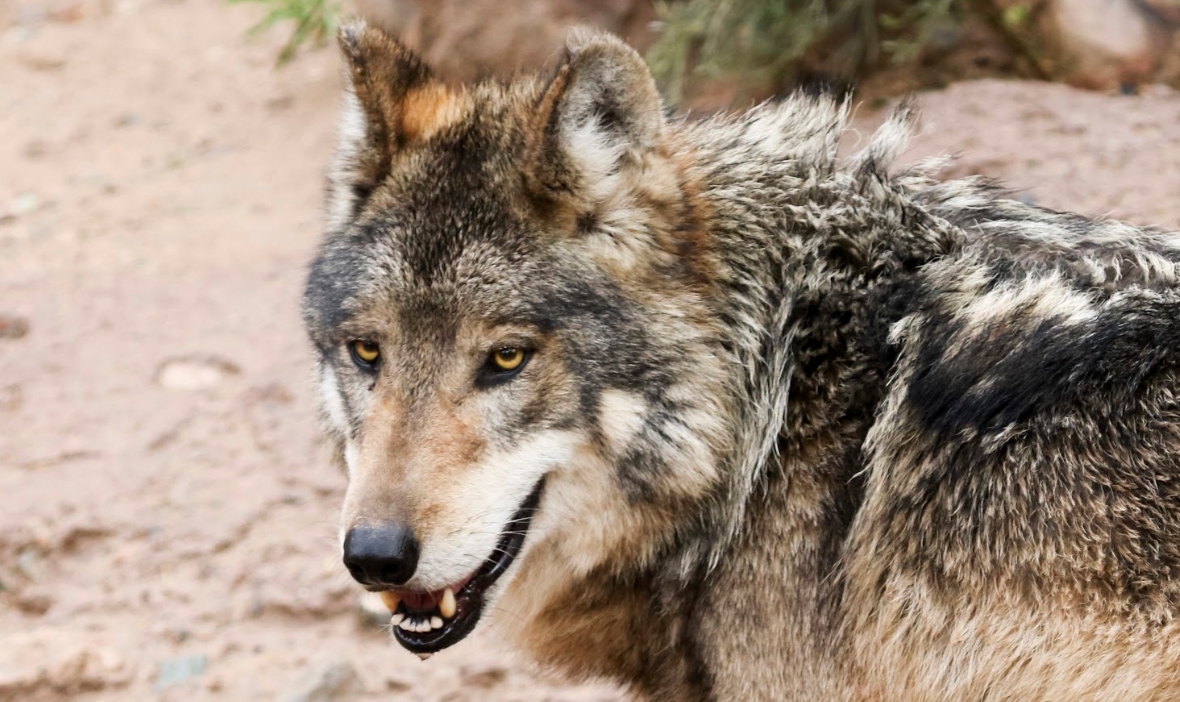 La Descripción De El Lobo Gris
