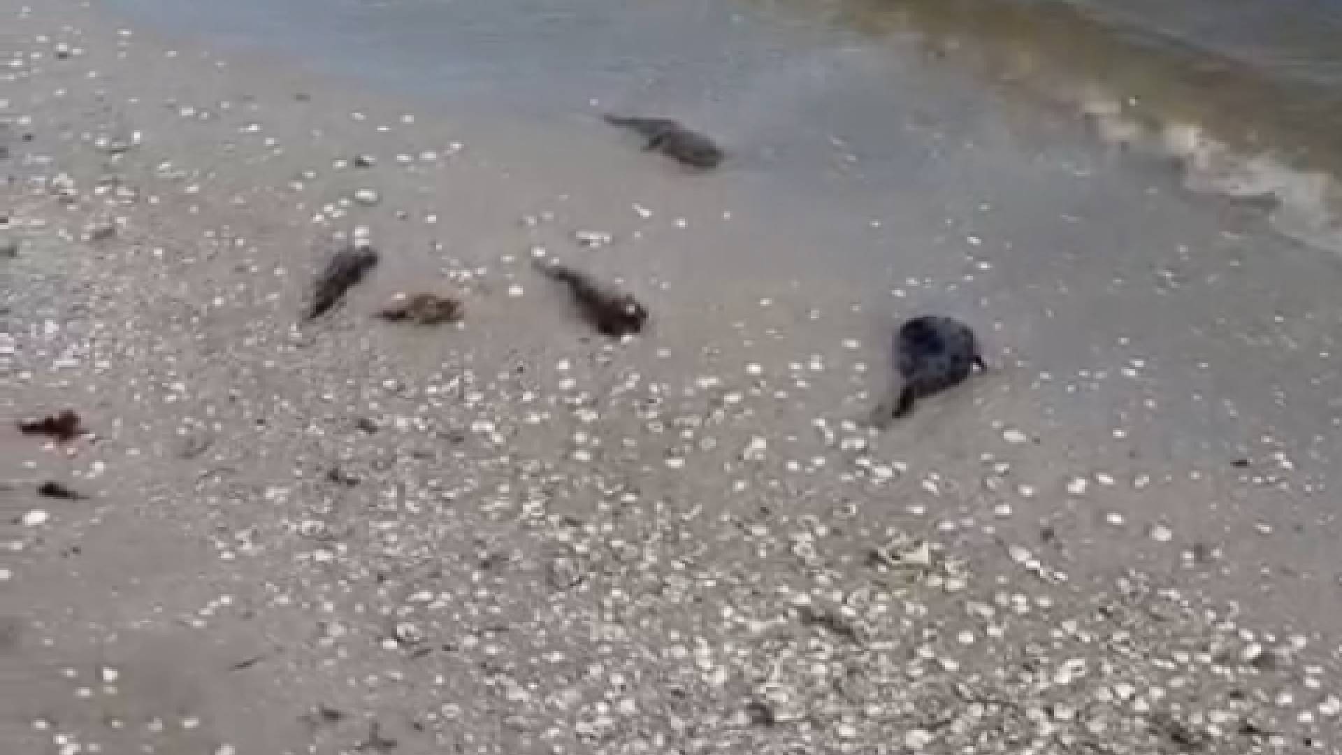 Marea roja en Sisal: Así luce el panorama ante la presencia de especies ...