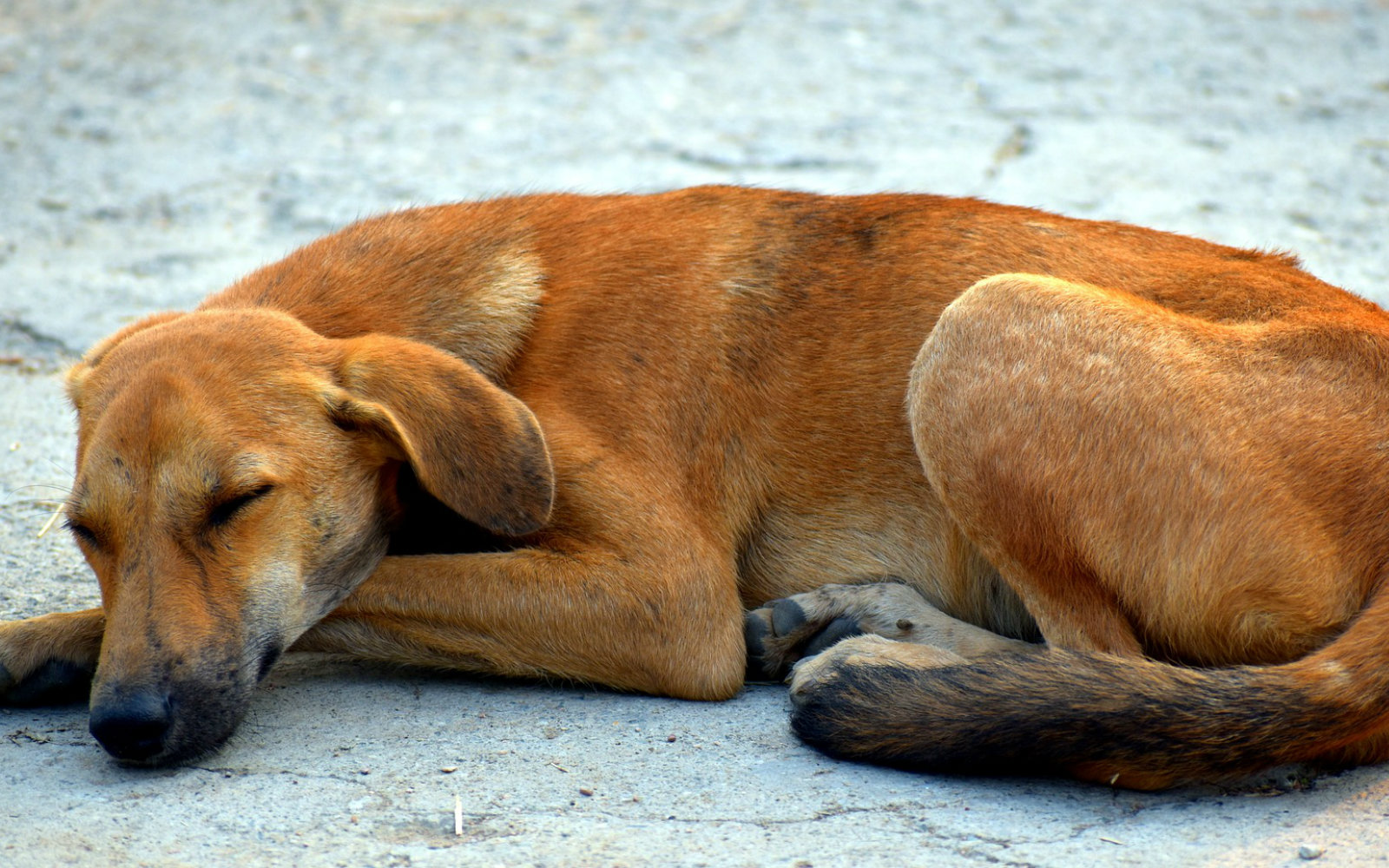 México, país con más perros callejeros