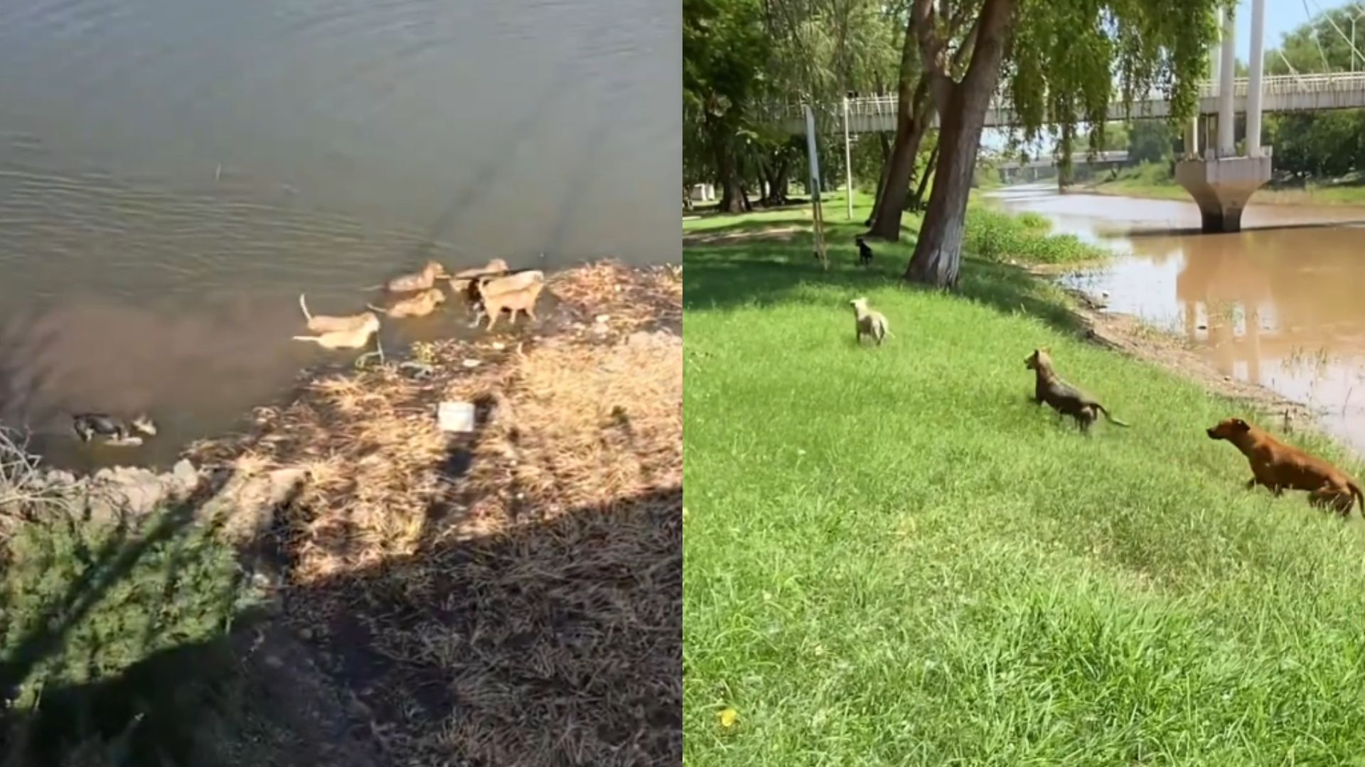 Captan a manada de perros cruzando el río de Parque Las Riberas en ...