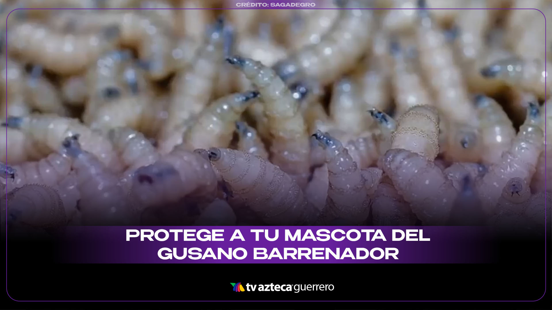 Consejos para cuidar a tus mascotas de la amenaza del gusano barrenador