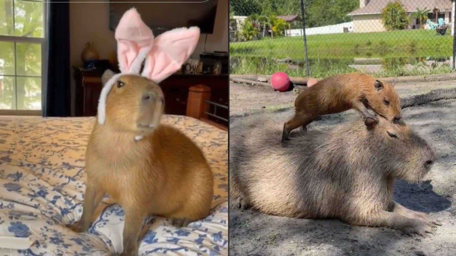 Capibaras: ¿qué cualidades los hacen tan especiales?