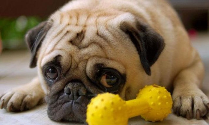 ¿Cómo puedo saber si mi perro está deprimido?