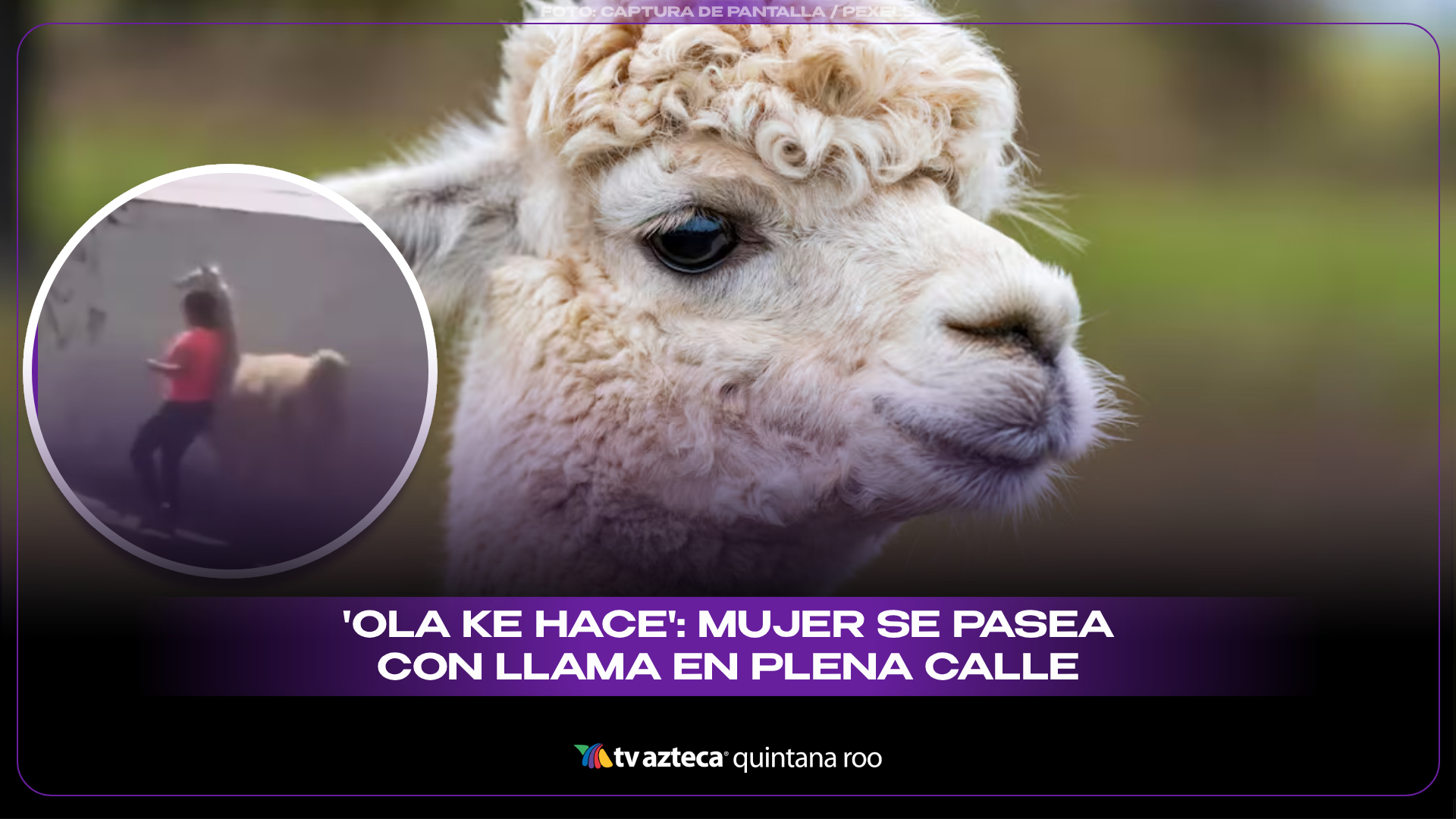 Mujer se pasea con una llama en calles de Querétaro y causa revuelo en ...