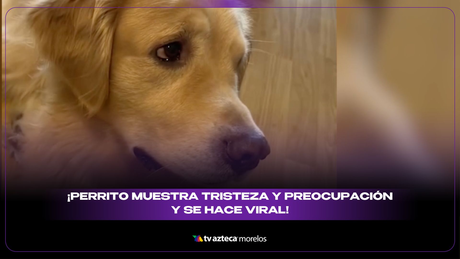 Un perrito muestra miedo y preocupación y queda grabado por sus dueños