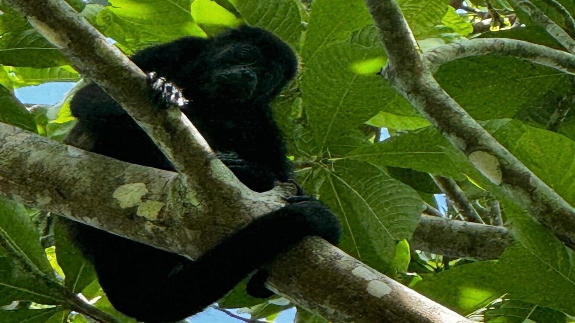 Protección del mono saraguato: un esfuerzo Colectivo